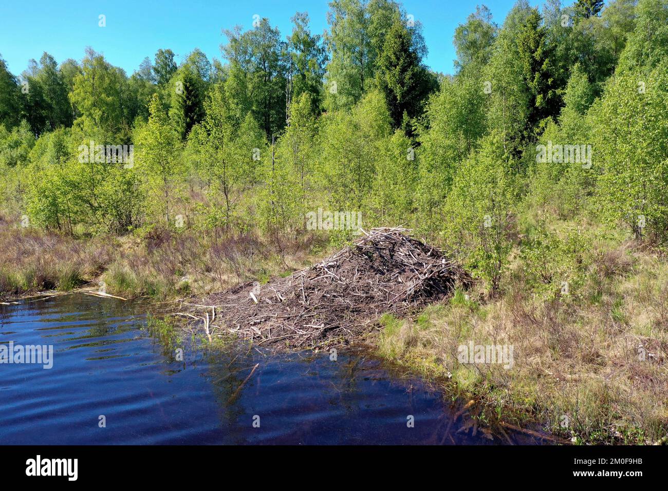 Eurasian beaver, European beaver (Castor fiber), beaver lodge at a pond ...