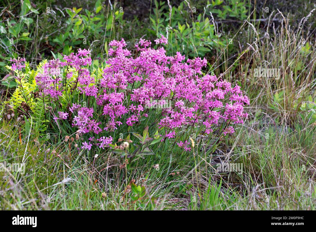 German catchfly, sticky catchfly (Lychnis viscaria, Silene viscaria ...