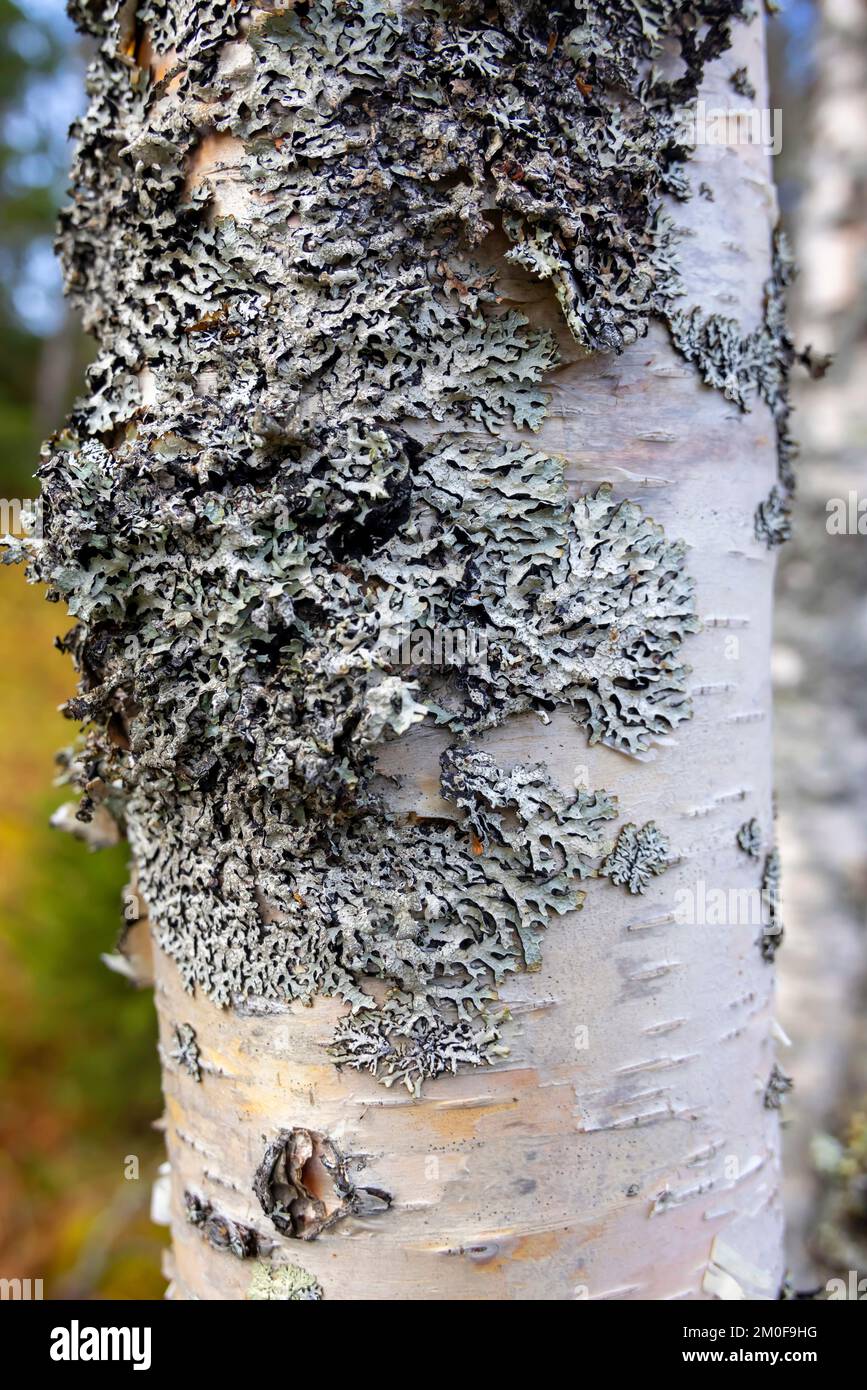 birch (Betula spec.), Lichens on Birch tree stem, Norway, Nord ...