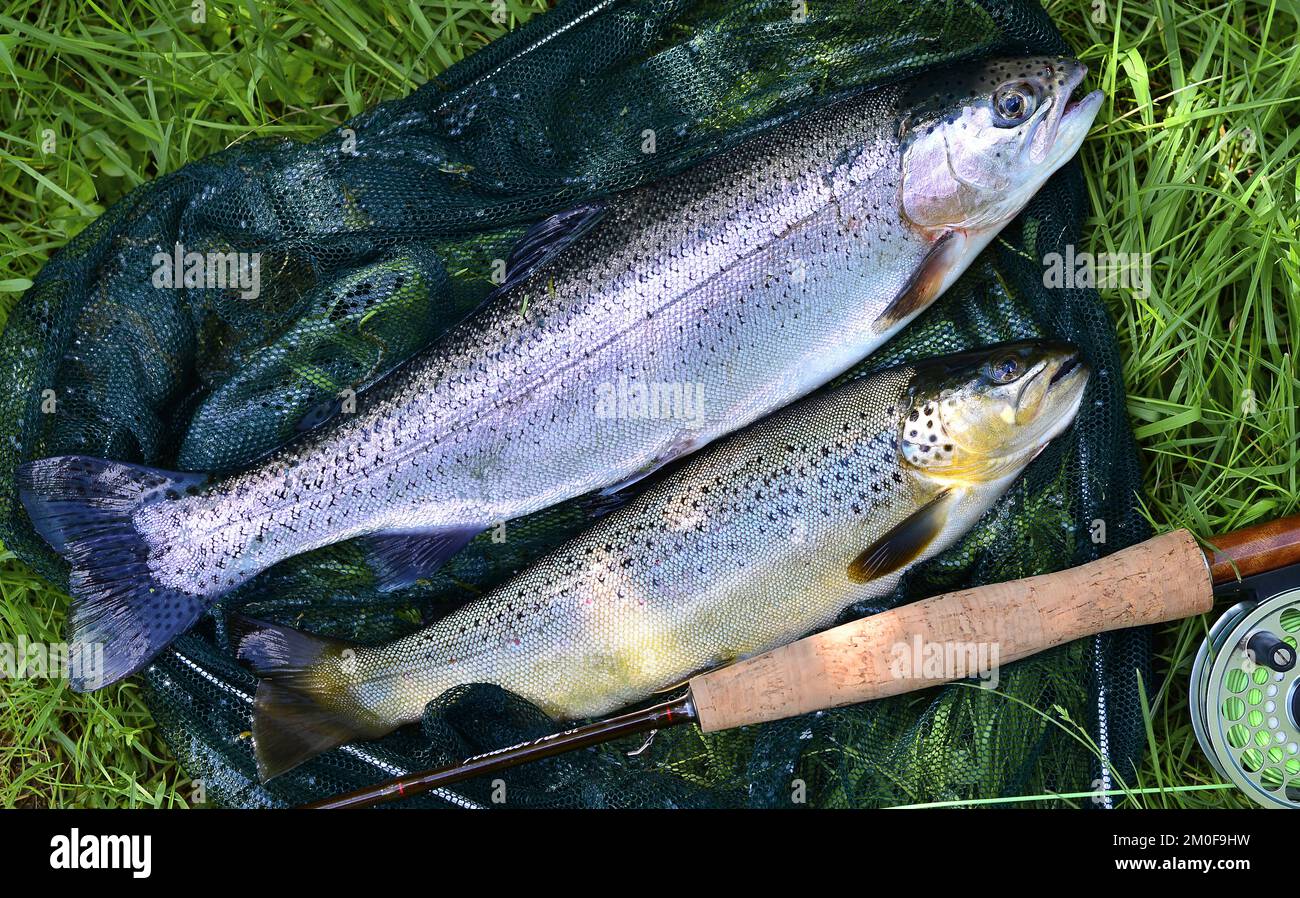 rainbow trout (Oncorhynchus mykiss, Salmo gairdneri), freshly caught ...
