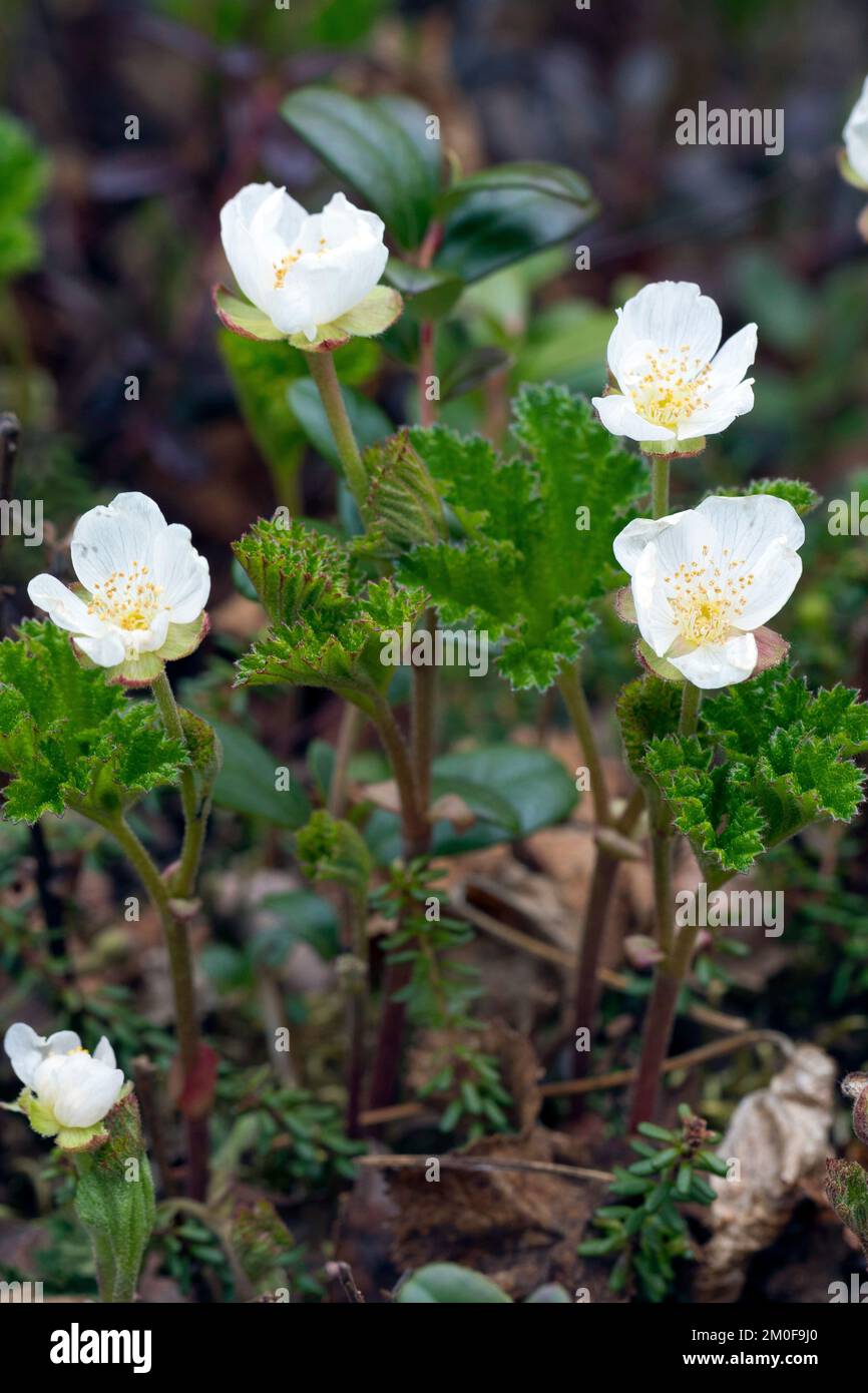 baked-apple berry, cloudberry (Rubus chamaemorus), blooming, Sweden ...