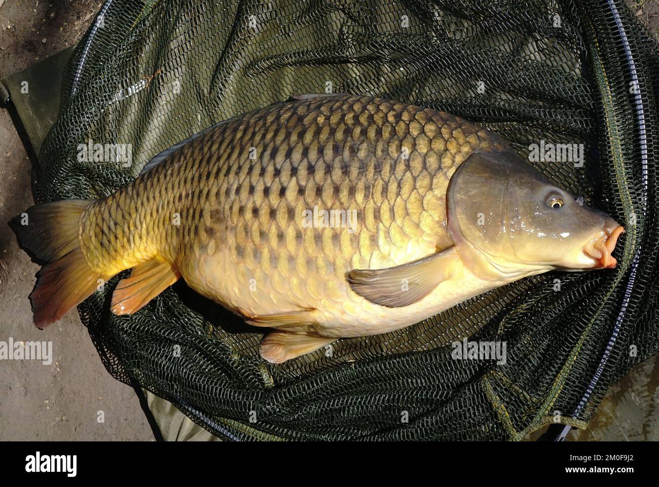 carp, common carp, European carp (Cyprinus carpio), scaly carp from the ...