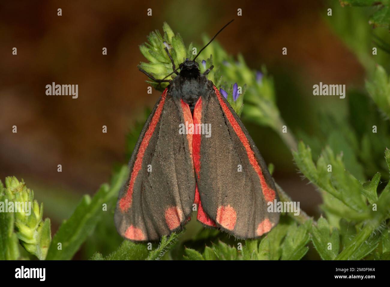 Cinnabar moth (Tyria jacobaeae, Thyria jacobaeae, Hipocrita jacobaeae ...