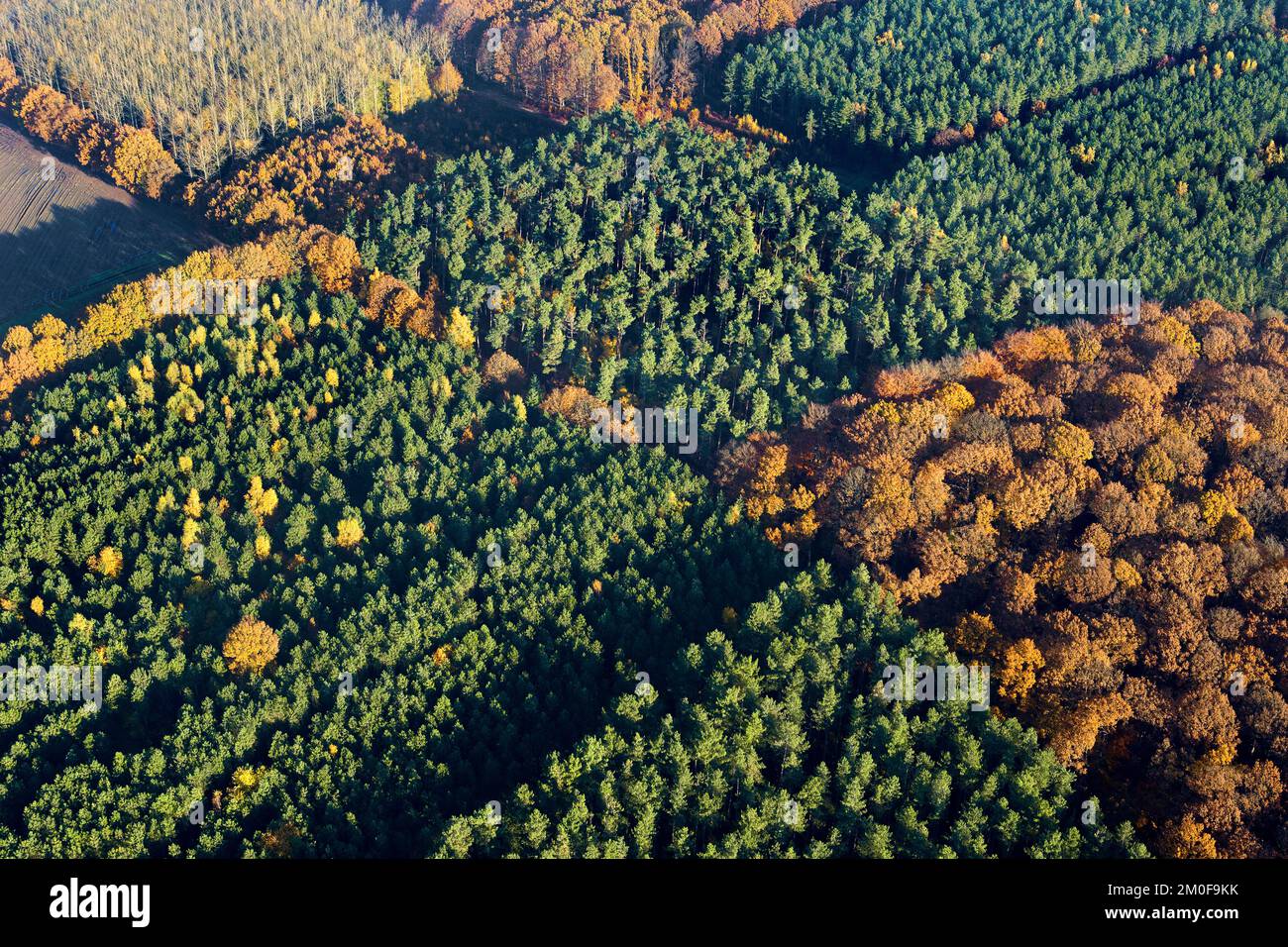 mixed forest in Averbode Bos en Heide, aerial picture, Belgium, Vlaams ...