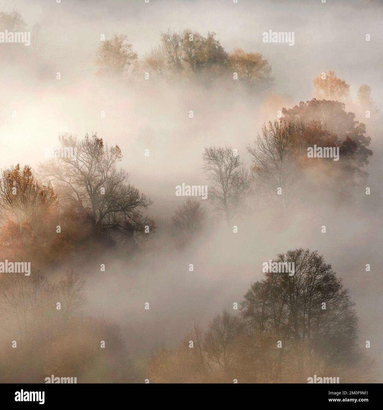 Fog in Averbode Bos en Heide, aerial picture, Belgium, Vlaams-Brabant ...