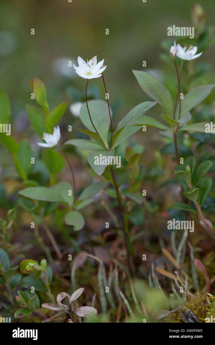 chickweed wintergreen (Trientalis europaea), blooming, Sweden Stock ...