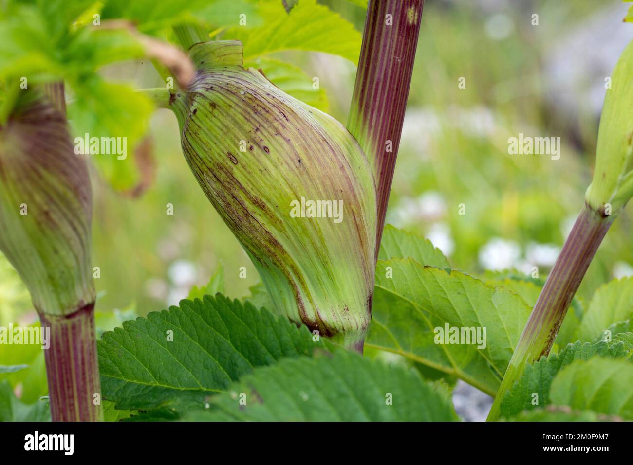 Garden angelica (Angelica archangelica), stem an sheath, Scandinavia ...