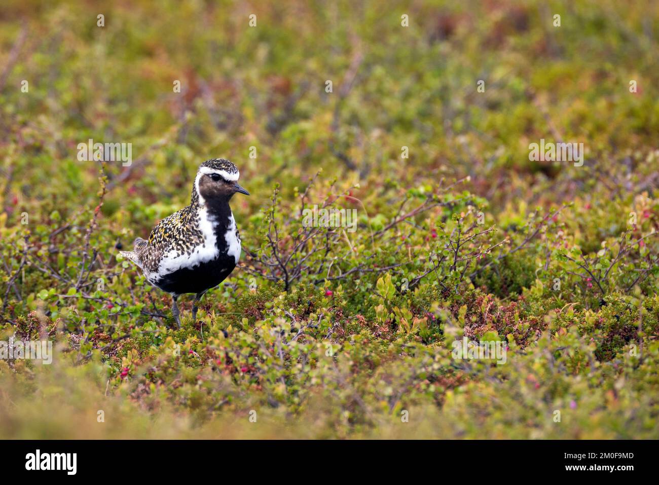 European golden plover (Pluvialis apricaria), foraging on the ground in ...