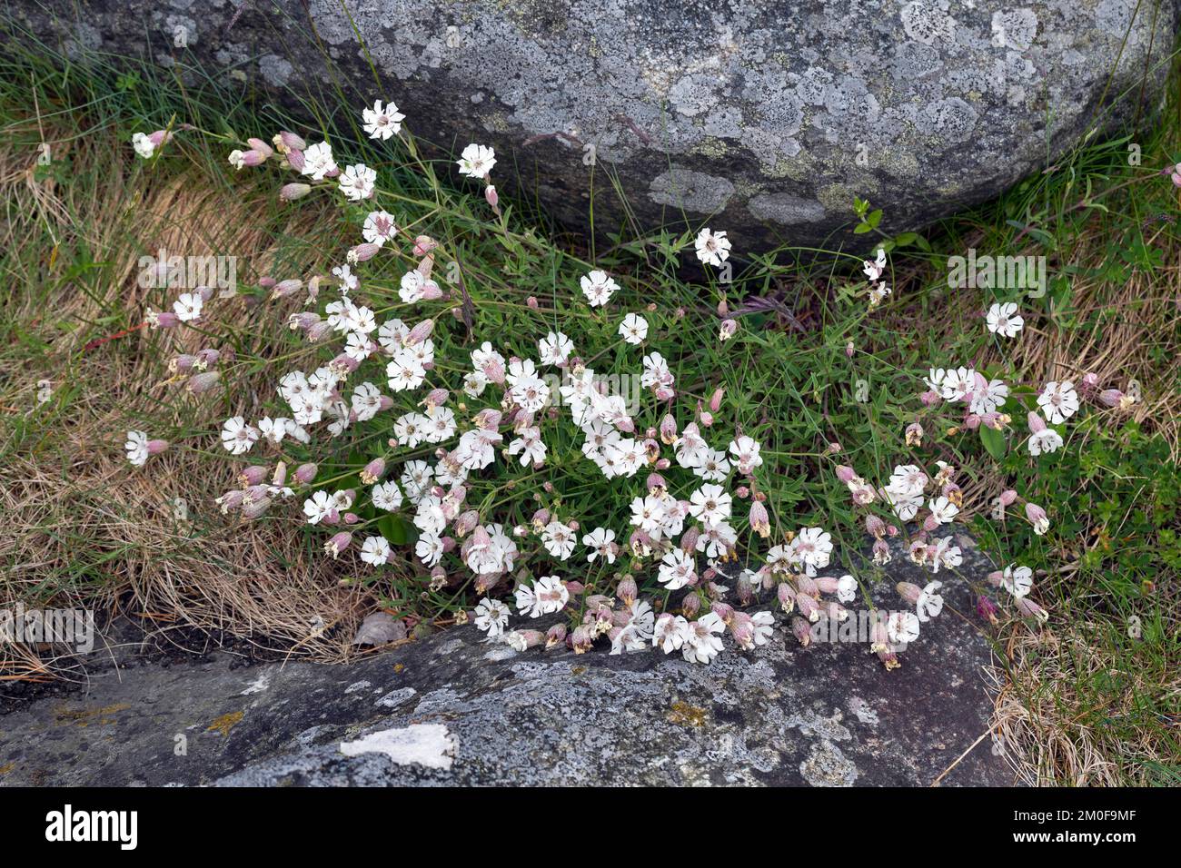 sea campion (Silene uniflora, Silene maritima, Silene vulgaris ssp ...