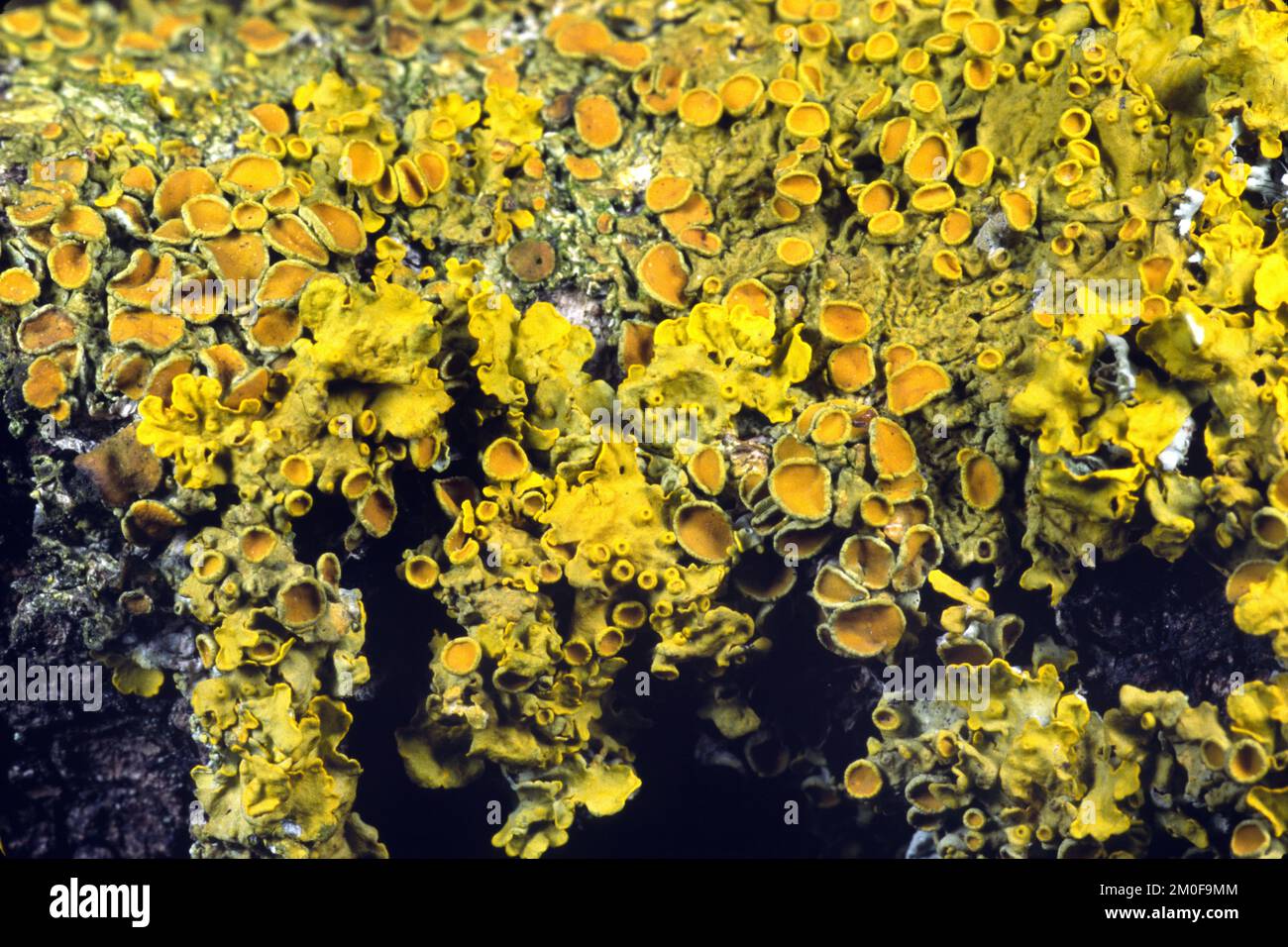 Common orange lichen, Yellow scale, Maritime sunburst lichen, Shore ...