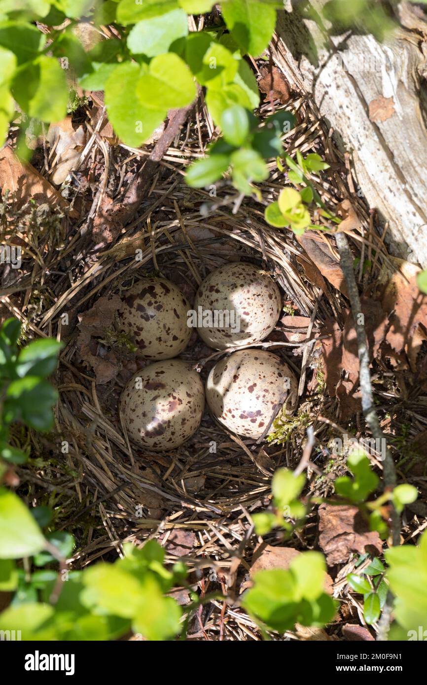 common sandpiper (Tringa hypoleucos, Actitis hypoleucos), eggs in a ...