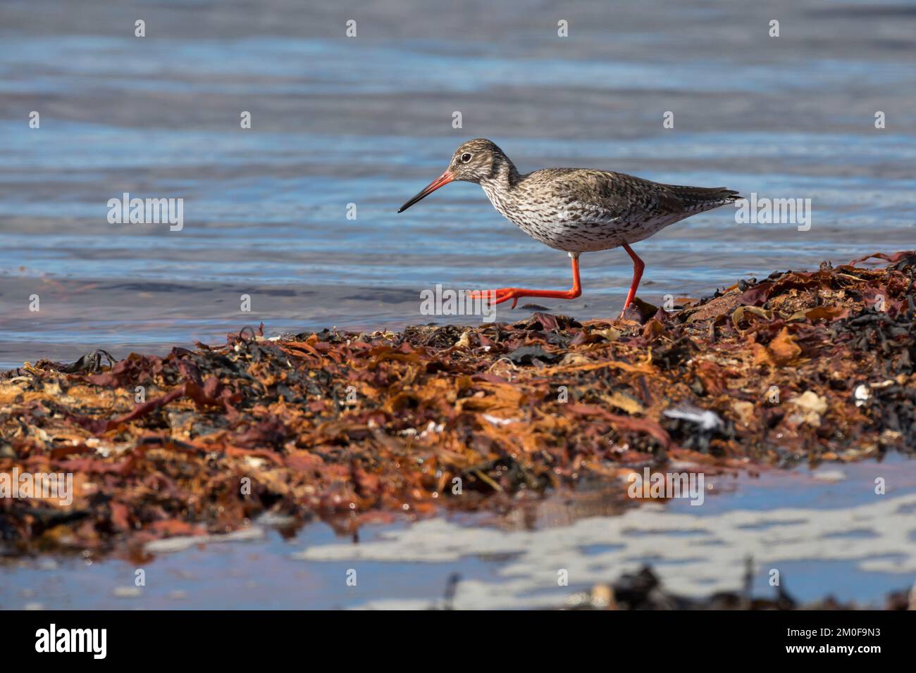 common redshank (Tringa totanus), walking over dried marine algae, side ...