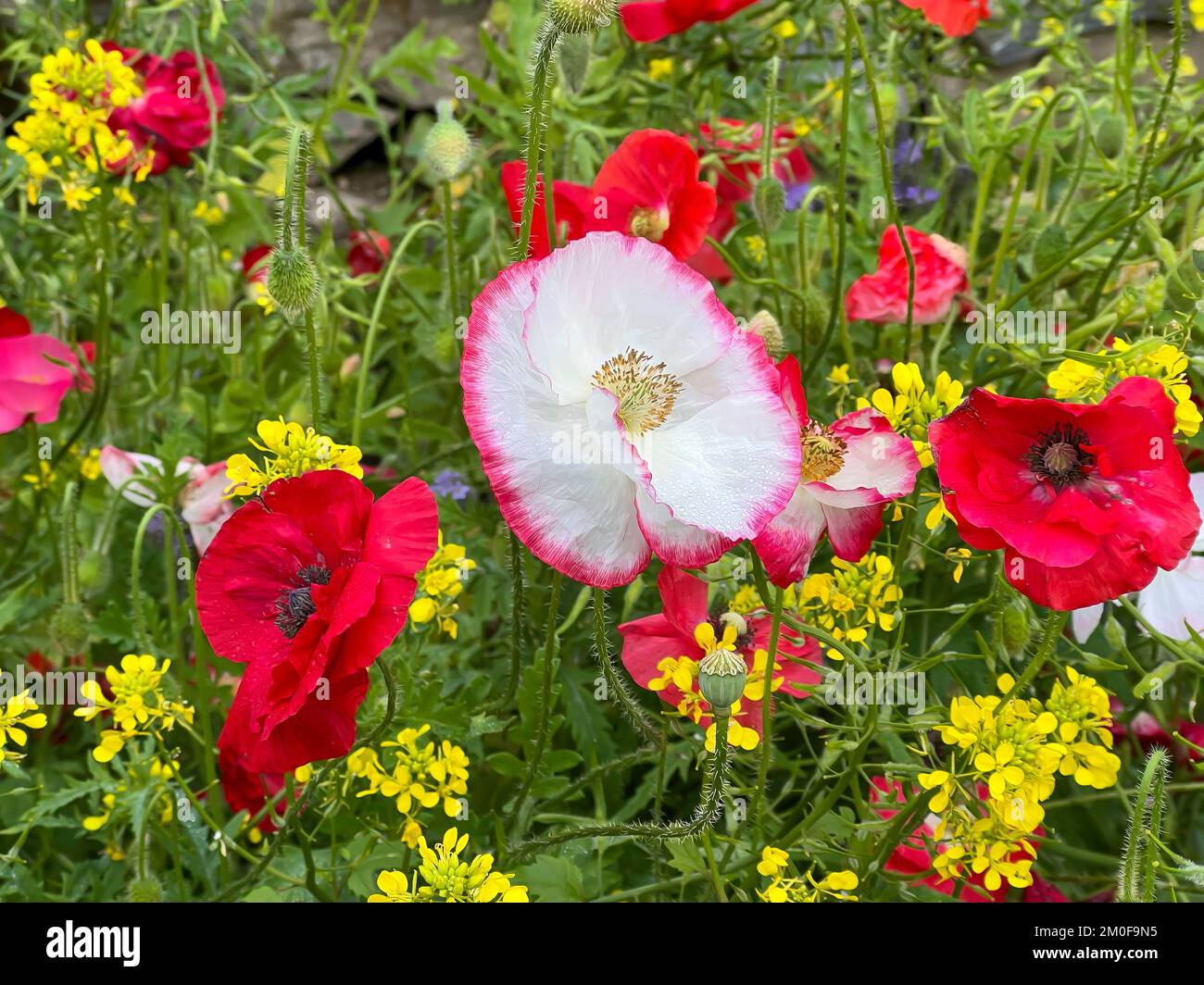 Common poppy, Corn poppy, Red poppy (Papaver rhoeas), red and white ...