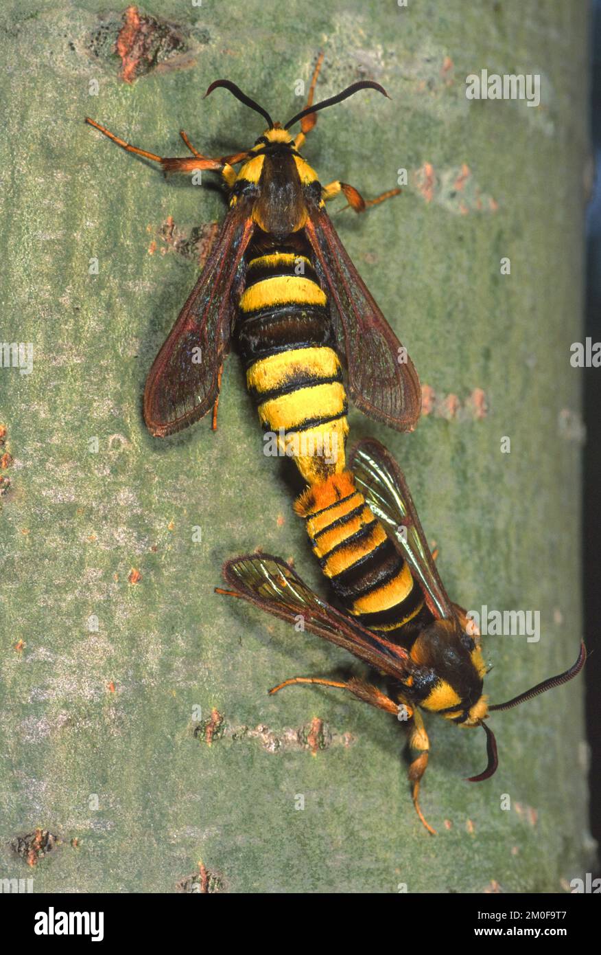 Poplar hornet clearwing, Hornet moth (Aegeria apiformis, Sesia ...