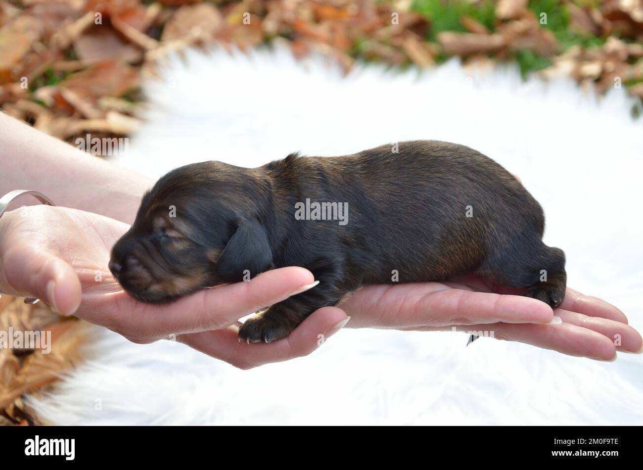 Long-haired Dachshund, Long-haired sausage dog, domestic dog (Canis ...