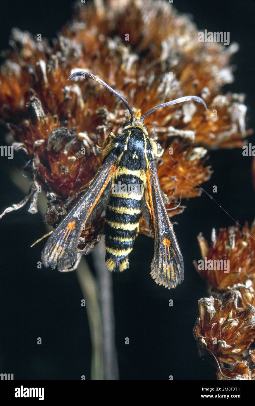 six-belted clearwing (Bembecia ichneumoniformis, Sesia ichneumoniformes ...