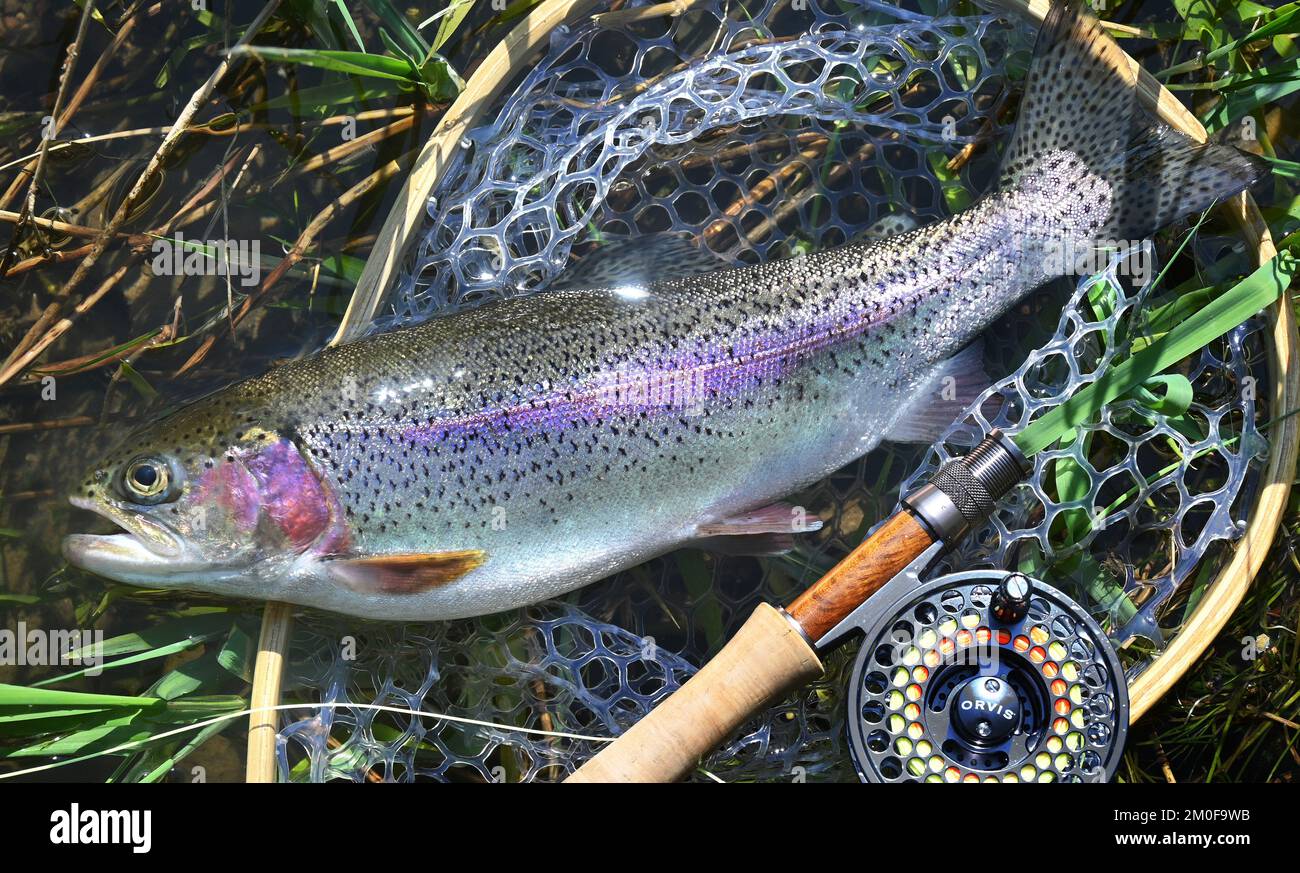 rainbow trout (Oncorhynchus mykiss, Salmo gairdneri), freshly caught ...