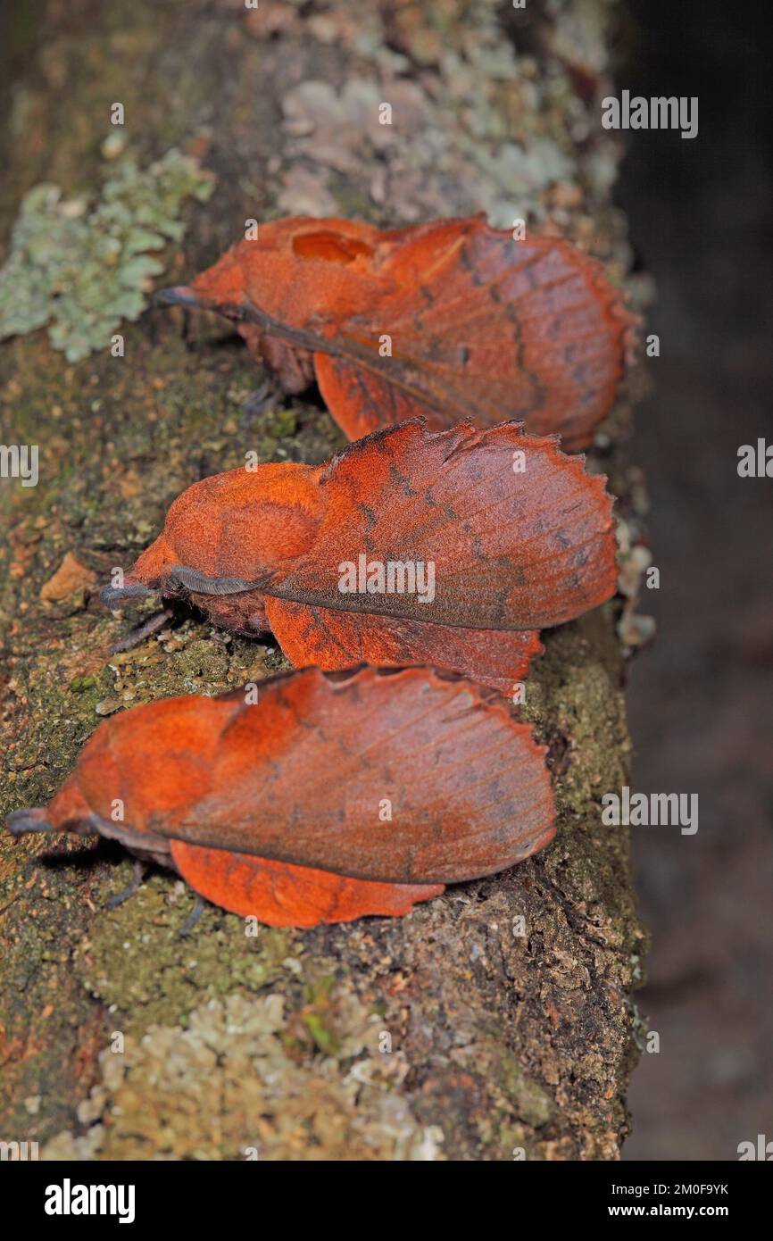 lappet (Gastropacha quercifolia, Phalaena quercifolia), three lappets ...