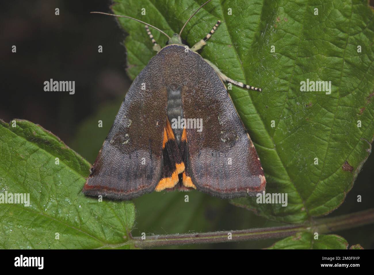 Lesser Broad-bordered Yellow Underwing, Langmaid's Yellow Underwing ...