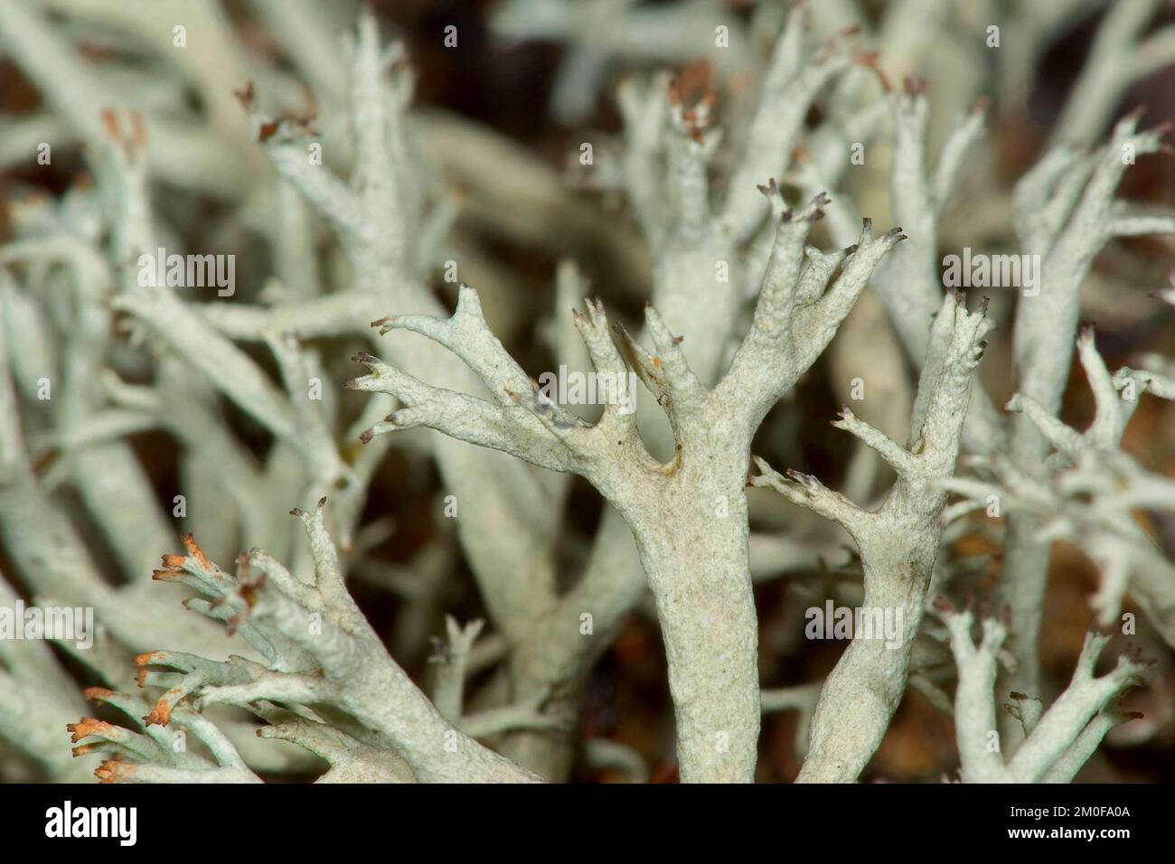 Reindeer lichen, Reindeer Moss (Cladonia rangiferina), macro shot ...