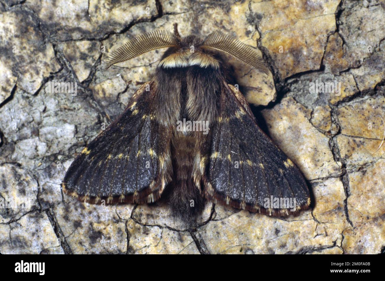December moth hi-res stock photography and images - Alamy