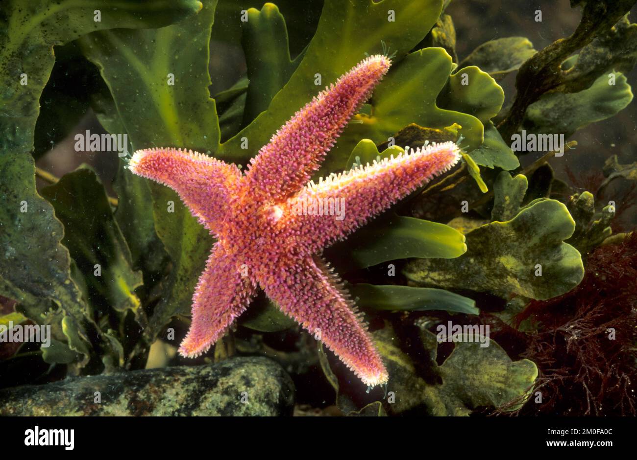 common starfish, common European seastar (Asterias rubens), at an ...