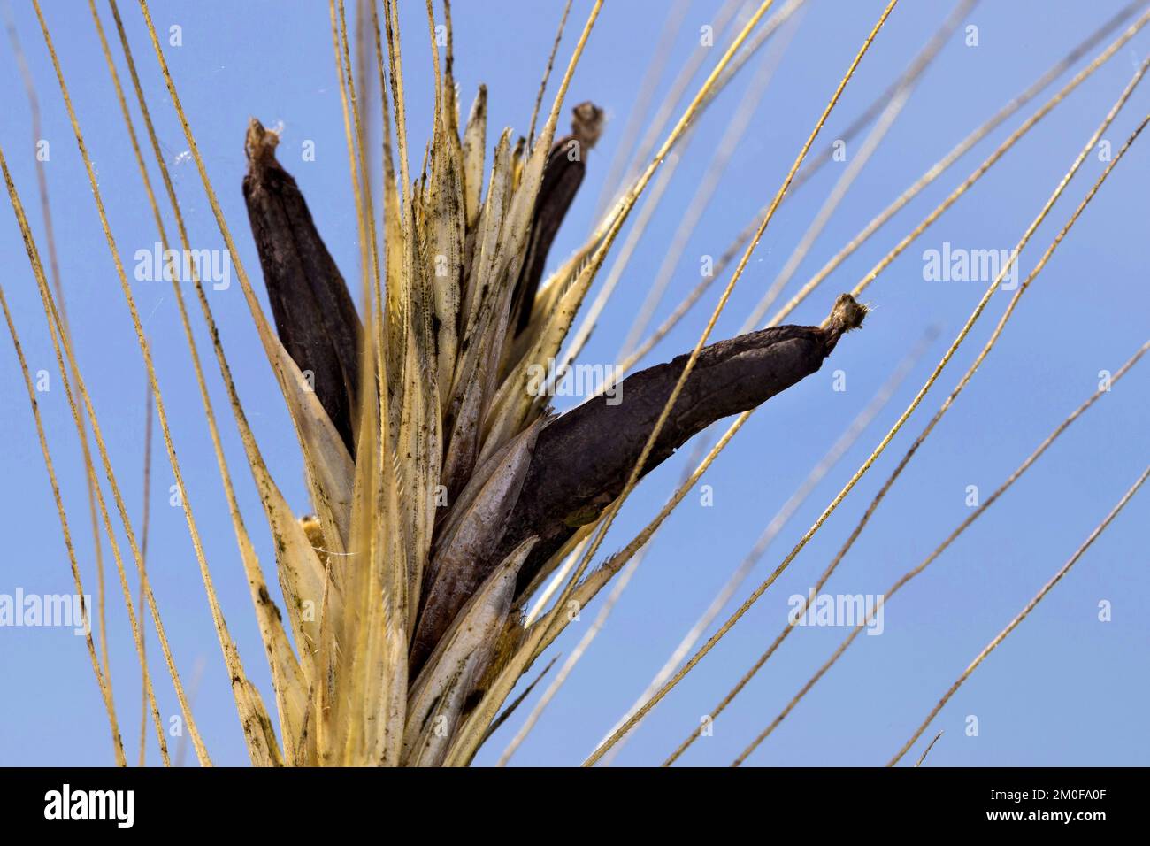 ergot, blood root (Claviceps purpurea), on crop, Germany Stock Photo ...