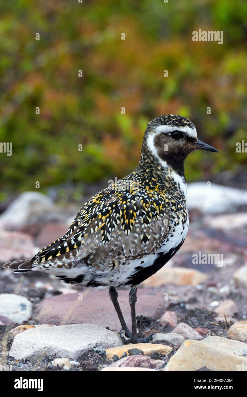 European golden plover (Pluvialis apricaria), perching on stony ground ...