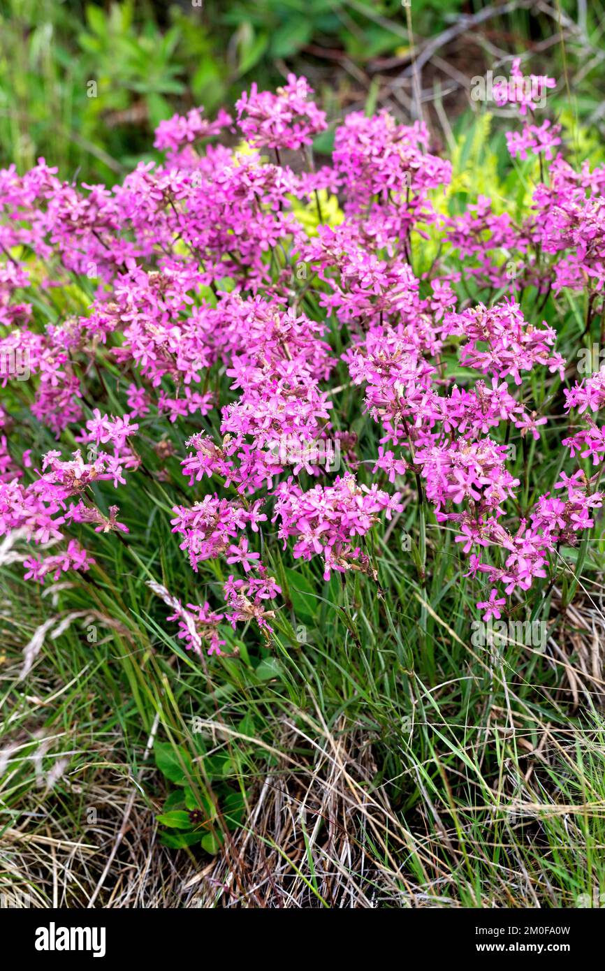 German catchfly, sticky catchfly (Lychnis viscaria, Silene viscaria ...