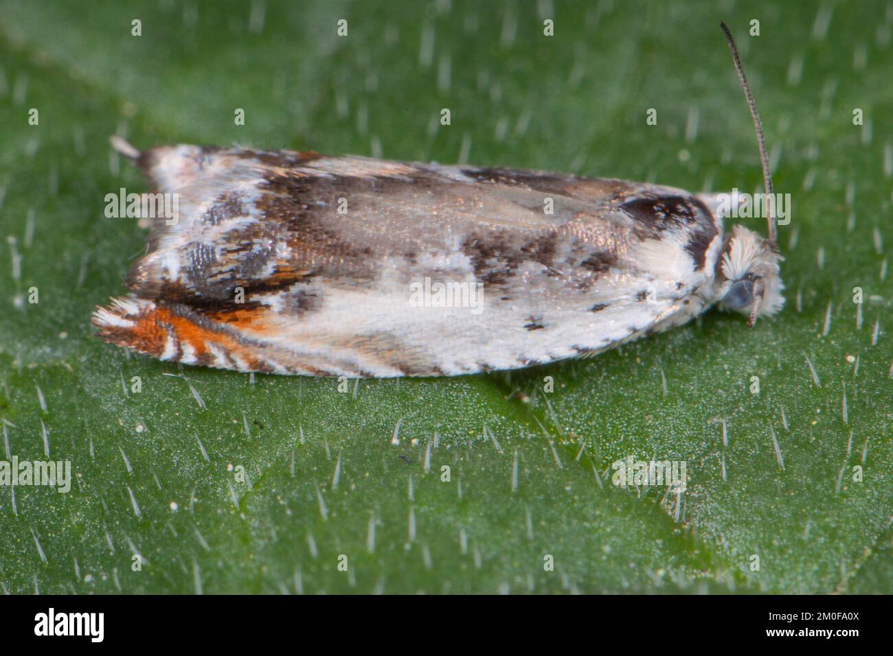 Tortrix moth hi-res stock photography and images - Alamy