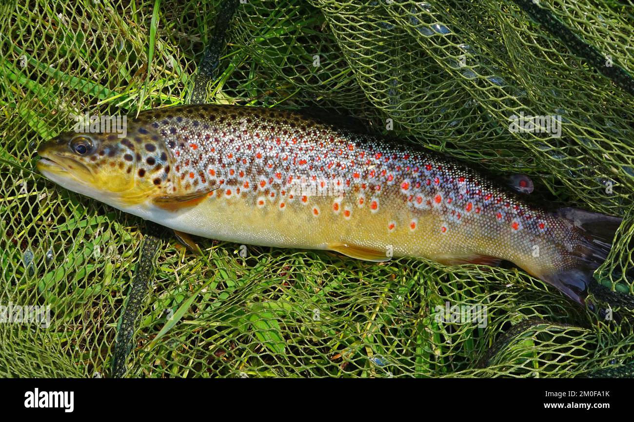 brown trout, river trout, brook trout (Salmo trutta fario), from the ...