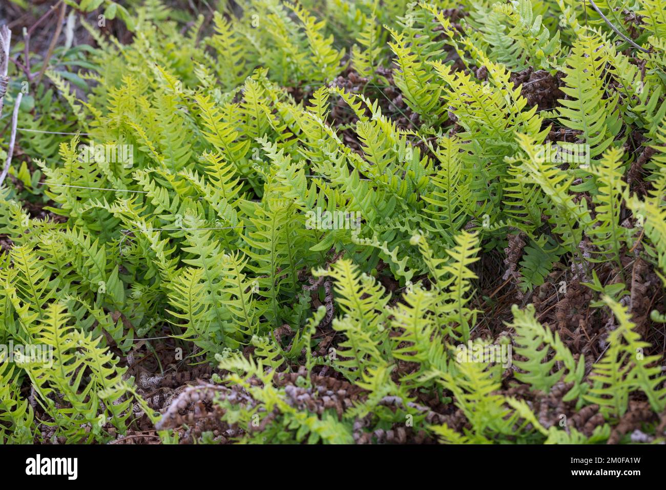 common polypody (Polypodium vulgare), group, Sweden Stock Photo - Alamy