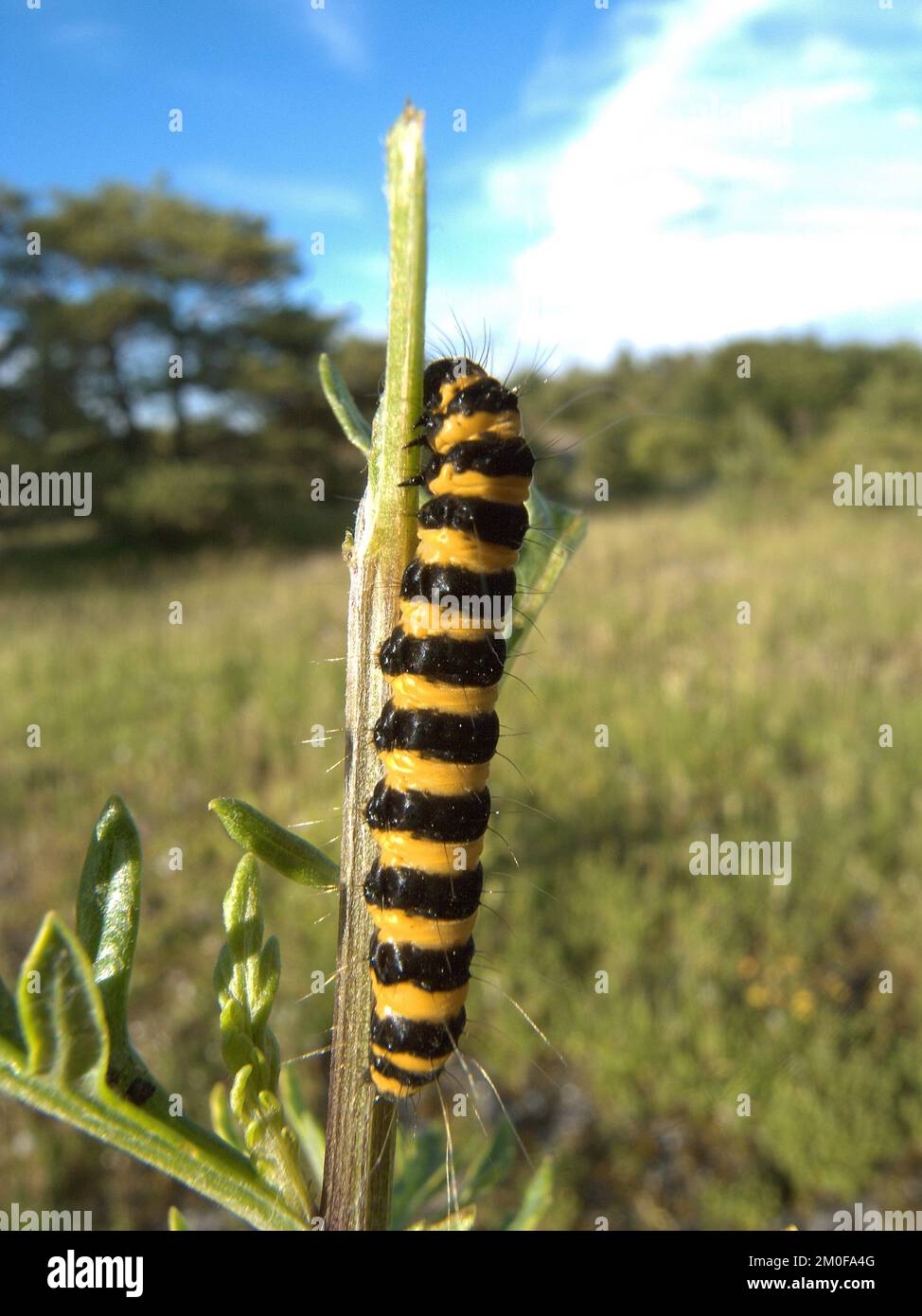 Cinnabar moth (Tyria jacobaeae, Thyria jacobaeae, Hipocrita jacobaeae ...