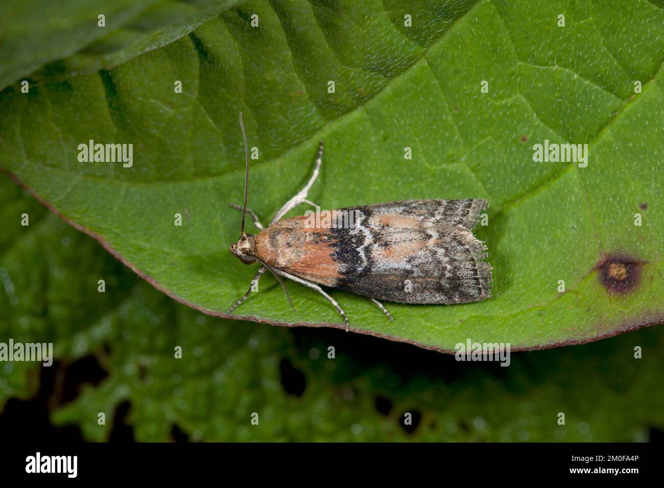 Pyralid moth hi-res stock photography and images - Alamy