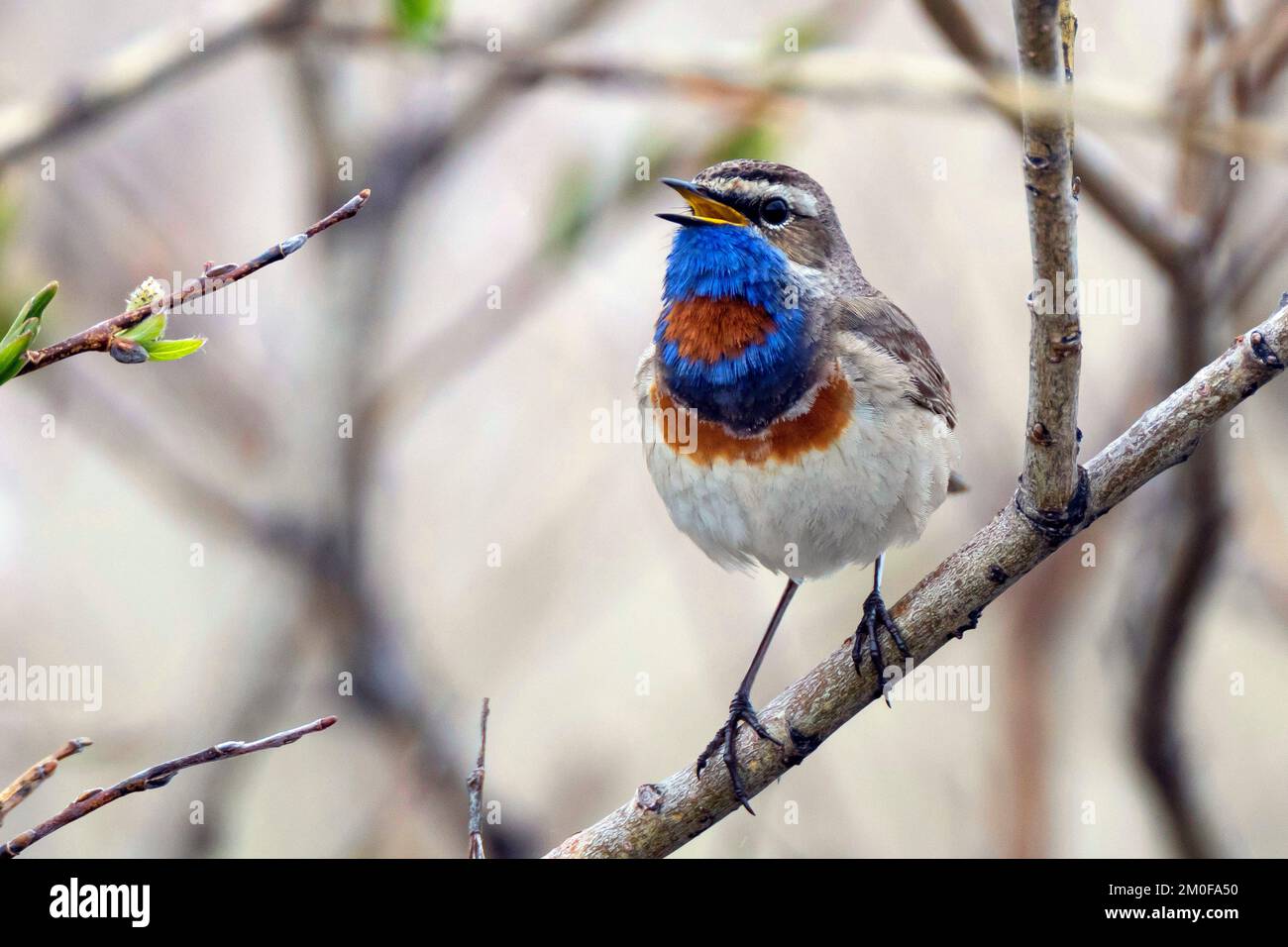 bluethroat (Luscinia svecica svecica), singing male in breeding plumage ...