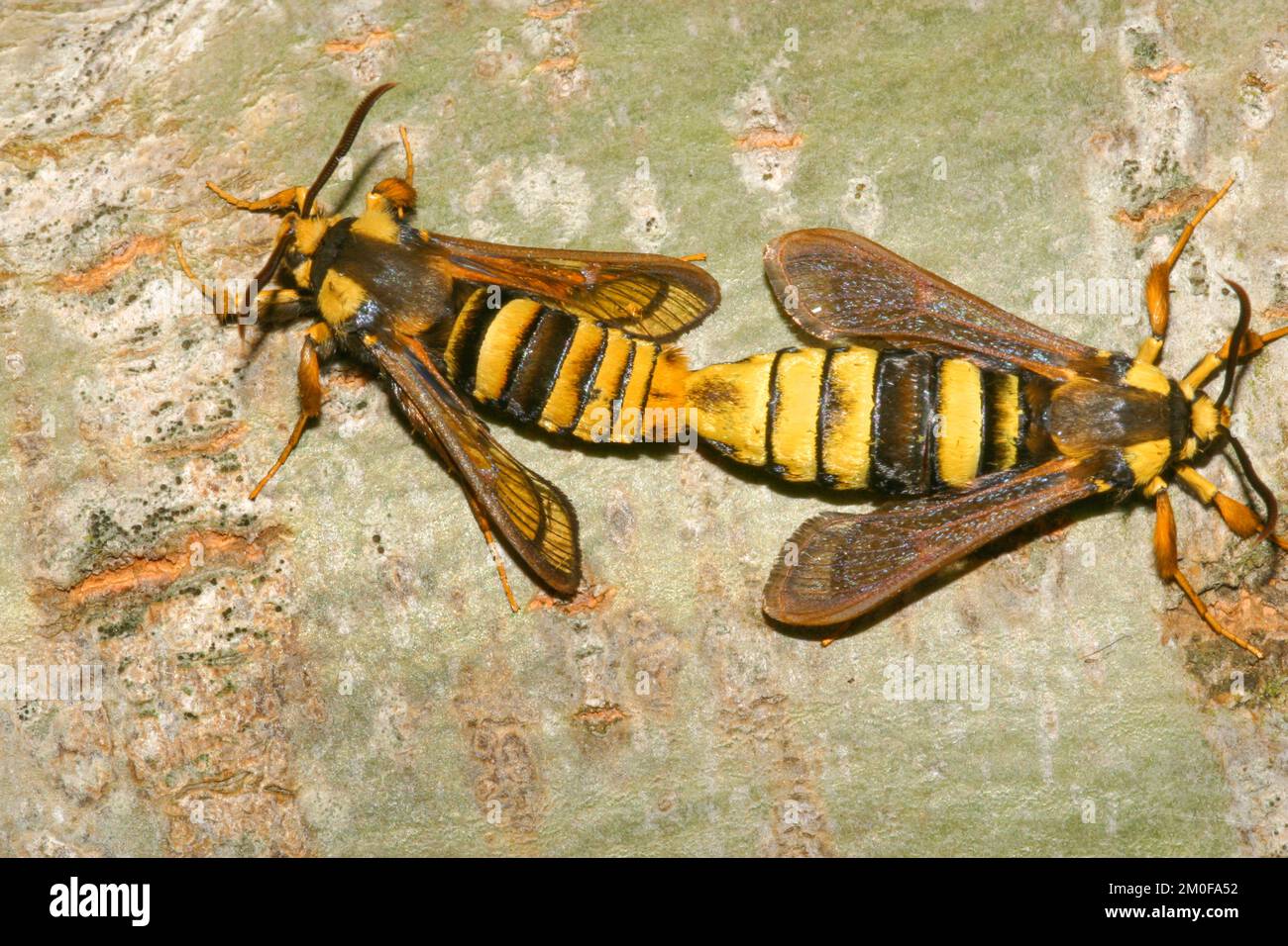 Poplar hornet clearwing, Hornet moth (Aegeria apiformis, Sesia ...