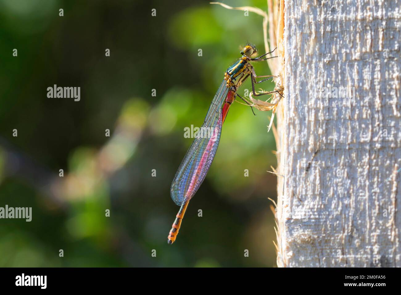 large red damselfly (Pyrrhosoma nymphula), newly hatched male, side ...
