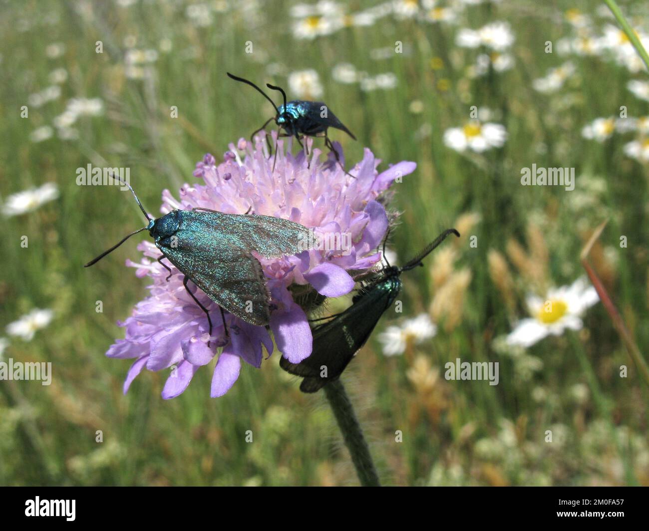 Forester, Common forester, Green forester (Procris statices, Adscita ...