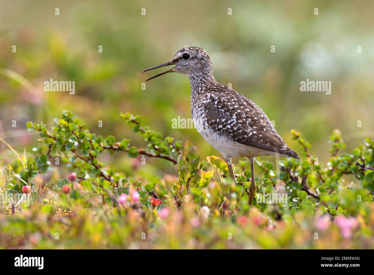 wood sandpiper (Tringa glareola), with open bill on the ground, side ...