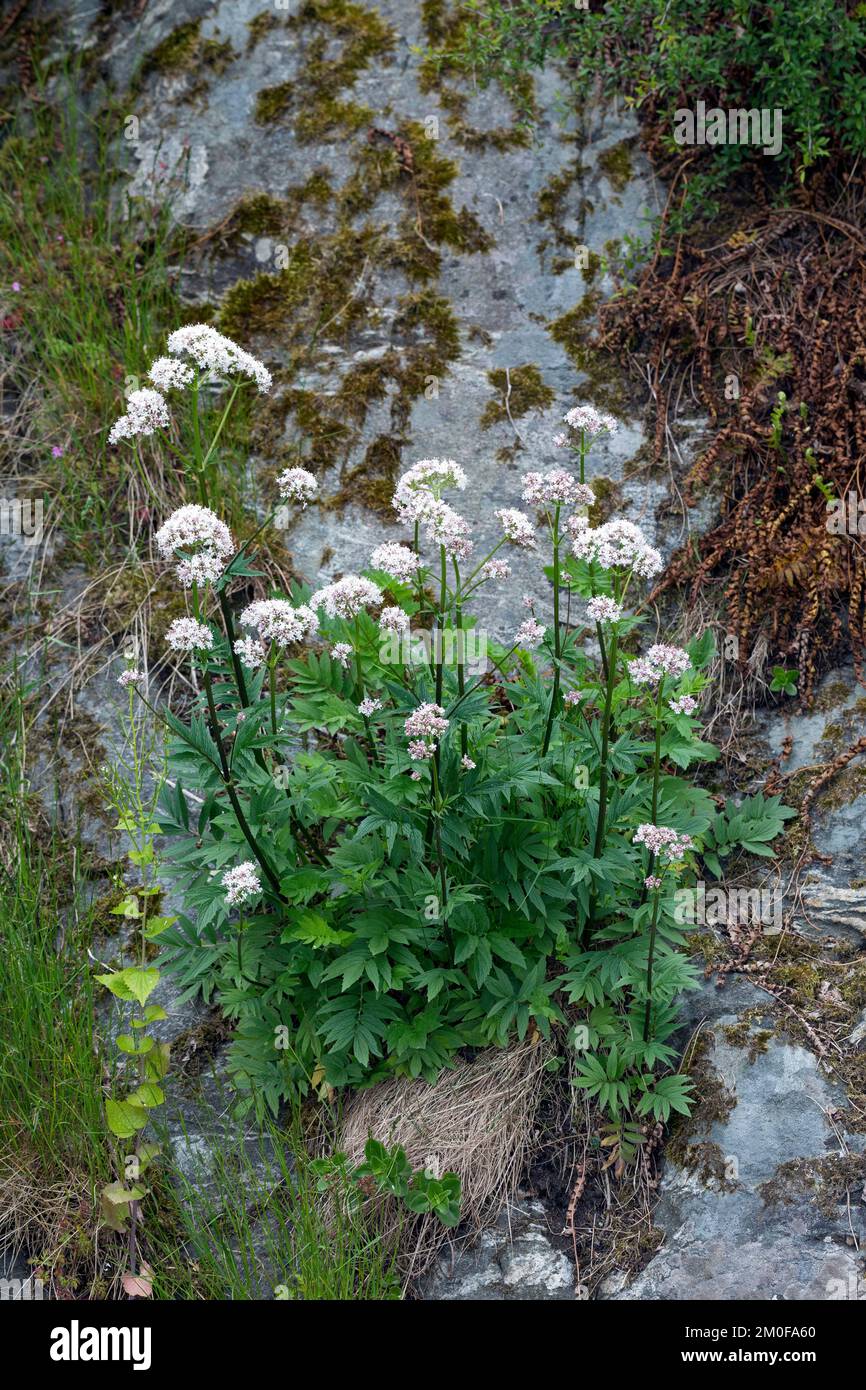 common valerian, all-heal, garden heliotrope, garden valerian ...