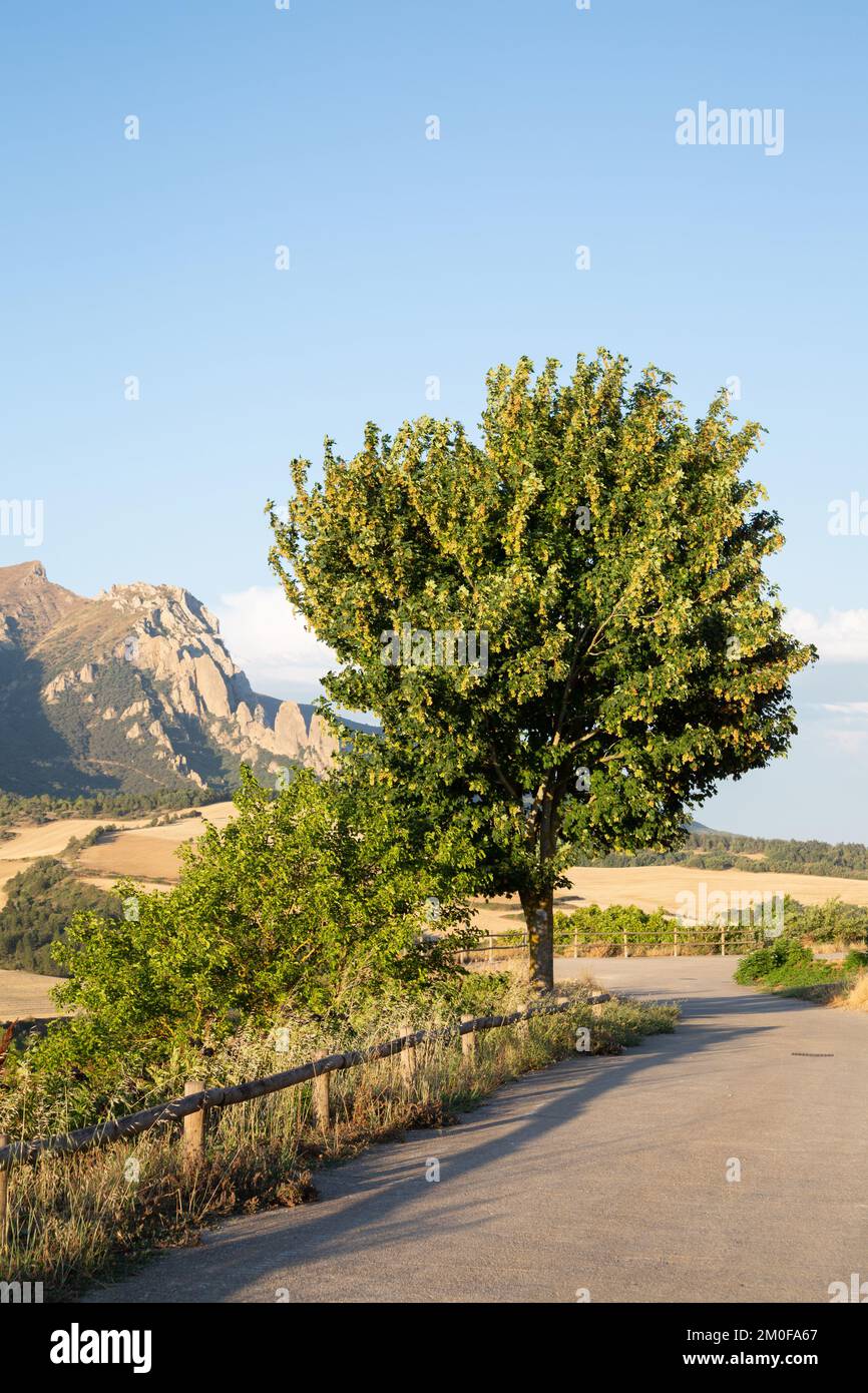 Tree in Pena Blanca in Kodes Mountains outside Aguilar de Codes Village ...