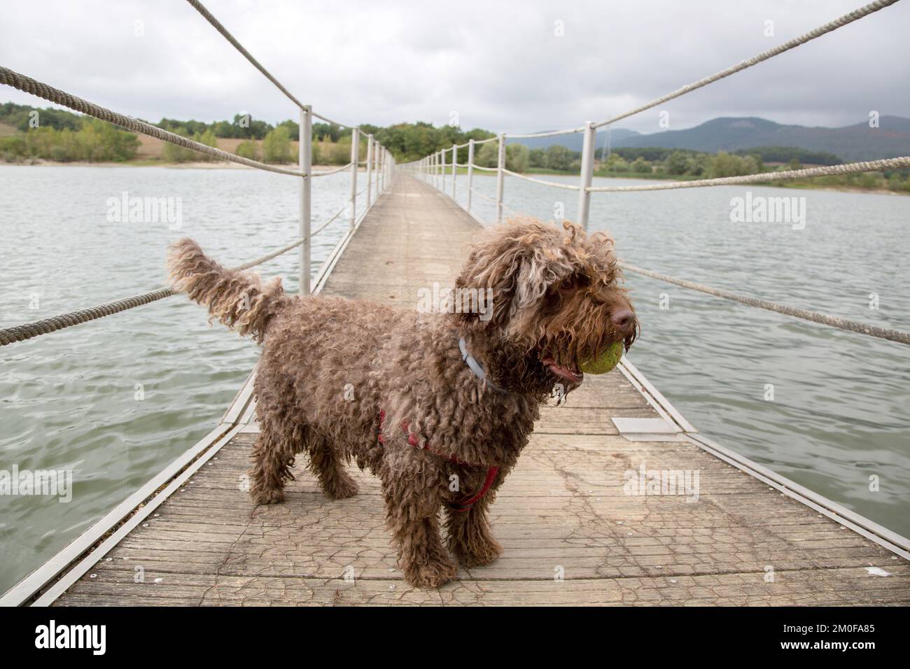 Spanish Water Dog with Ball on Walkway Bridge, Spain Stock Photo - Alamy