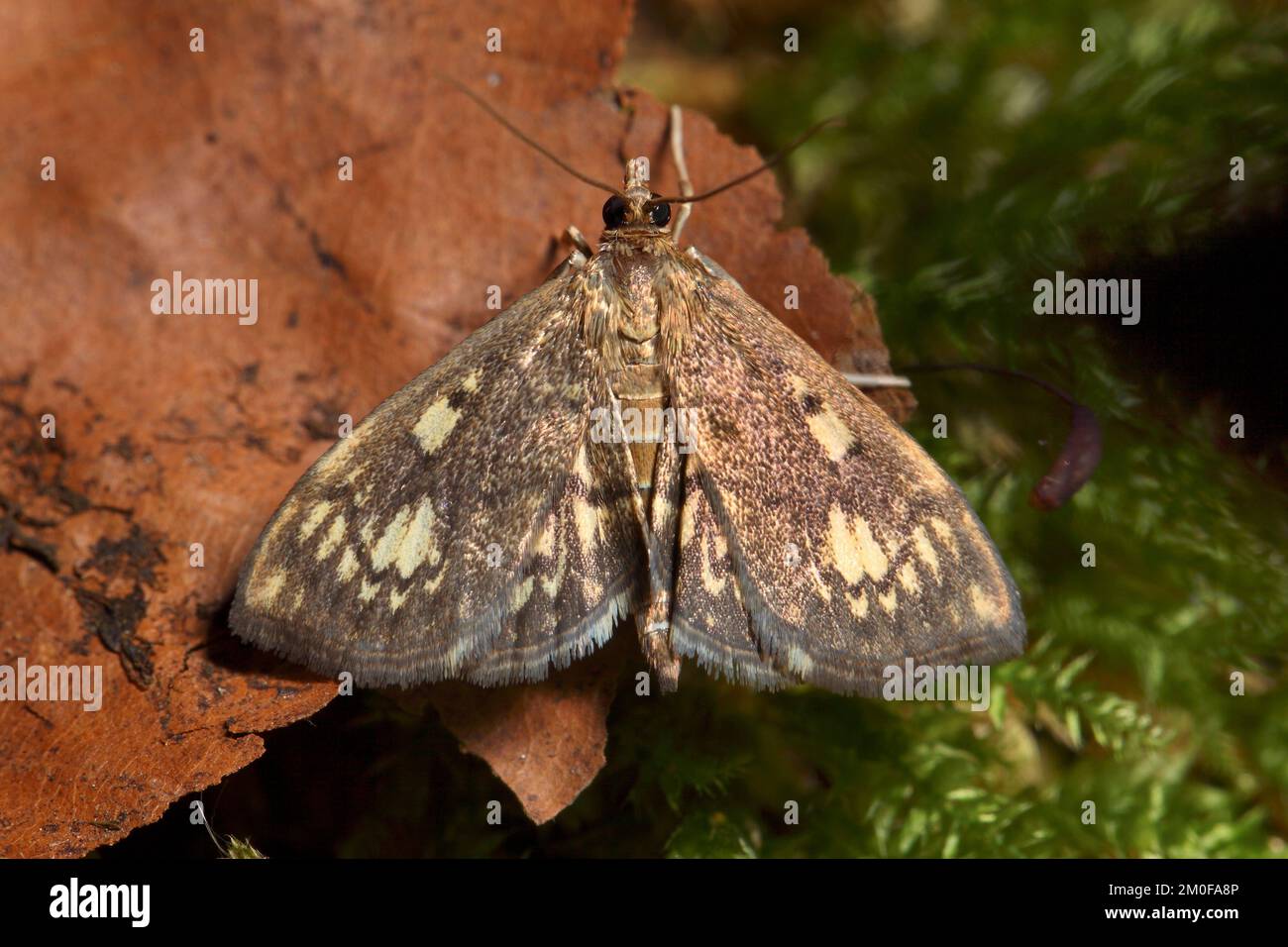 grass moth (Phlyctaenia stachydalis, Anania stachydalis), sits on a ...