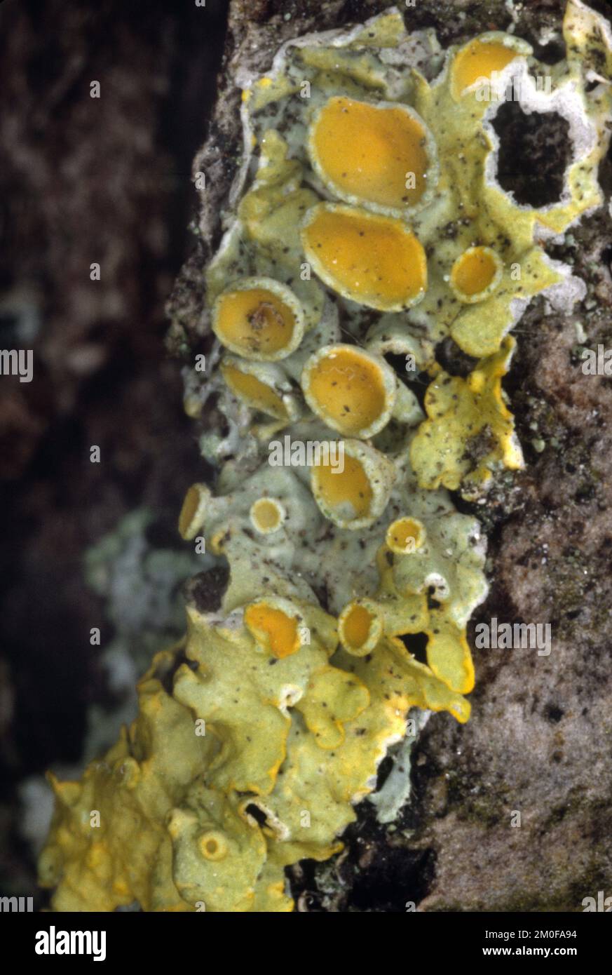 Common orange lichen, Yellow scale, Maritime sunburst lichen, Shore ...