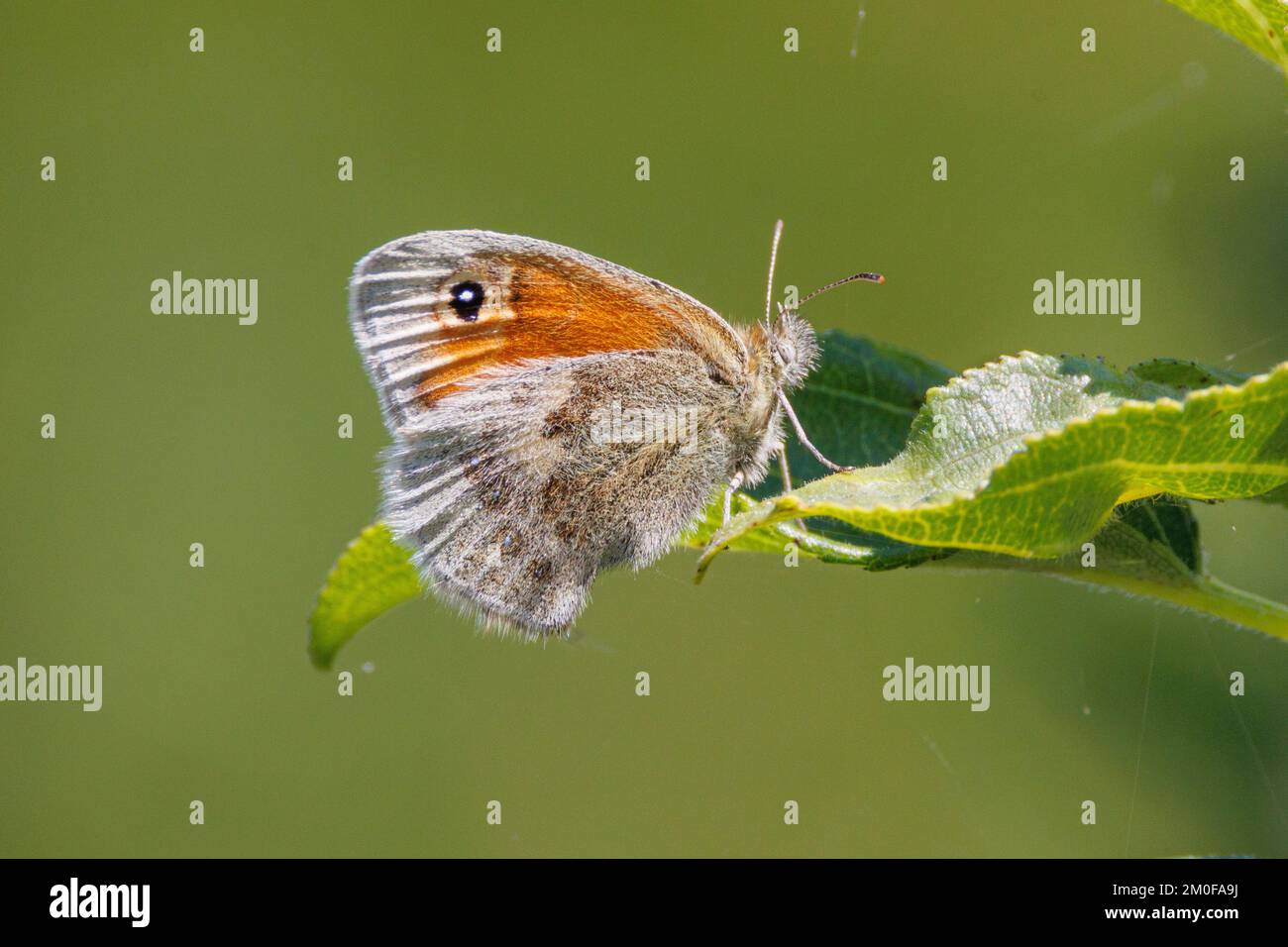 small heath (Coenonympha pamphilus), sits on a leaf, Germany, Bavaria ...