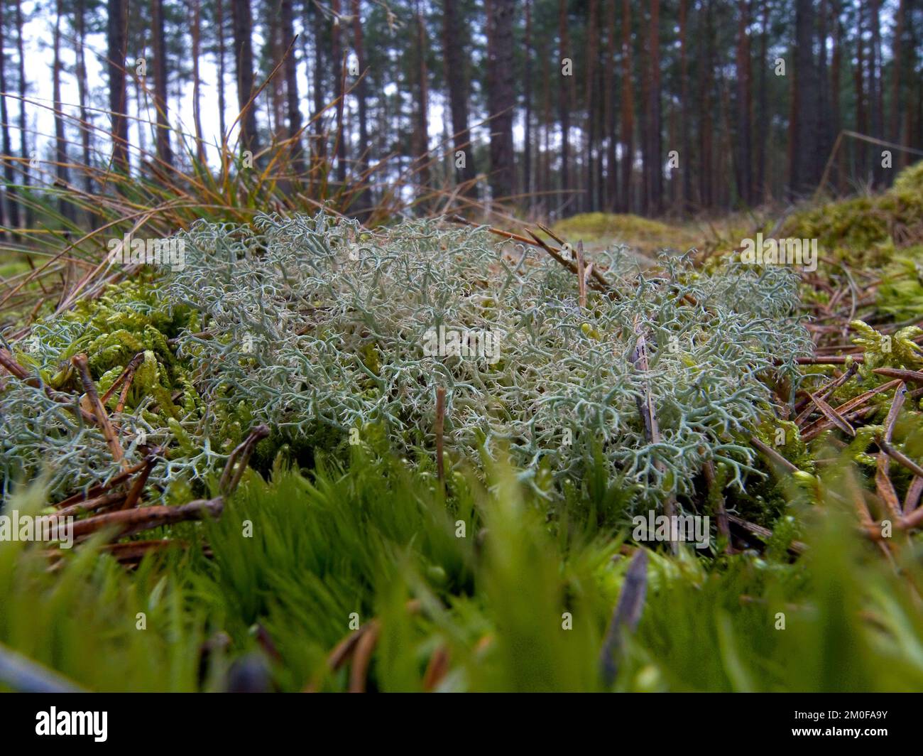 Reindeer lichen, Reindeer Moss (Cladonia rangiferina), growing on ...
