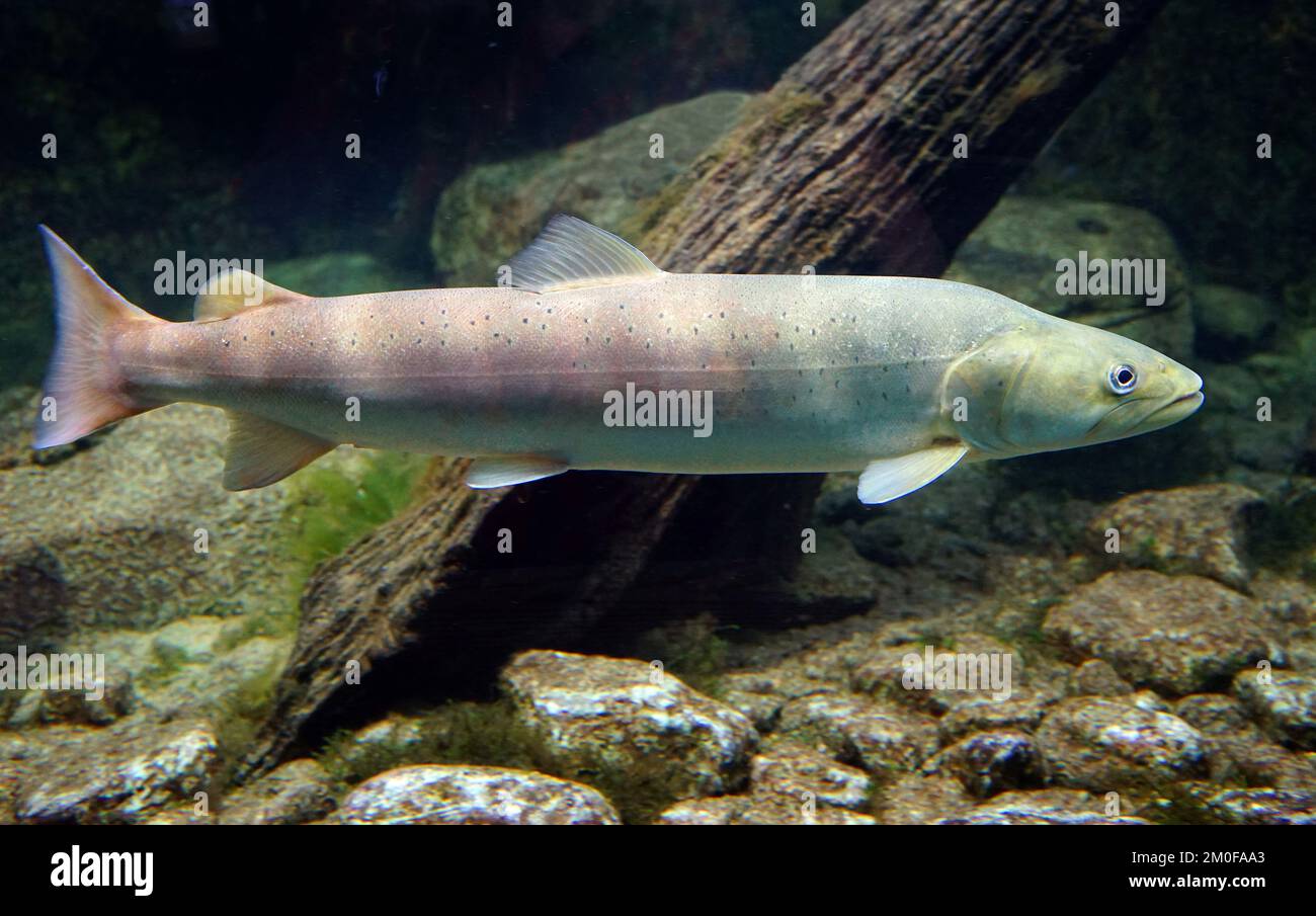 Danube salmon, huchen (Hucho hucho), swimming, Germany Stock Photo - Alamy