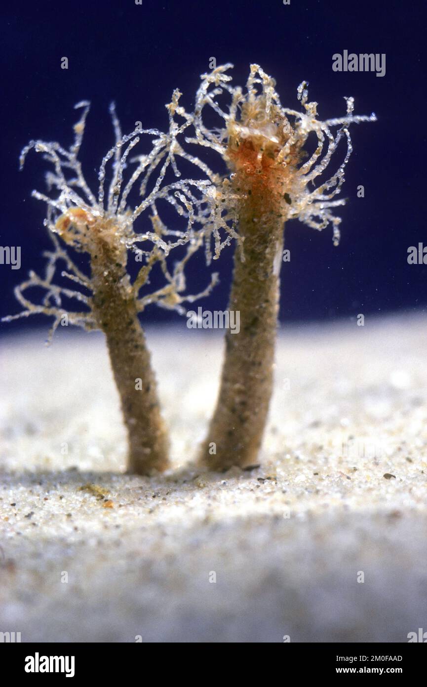 Sand mason (Lanice conchilega), tubes long tentacles protrude from the ...