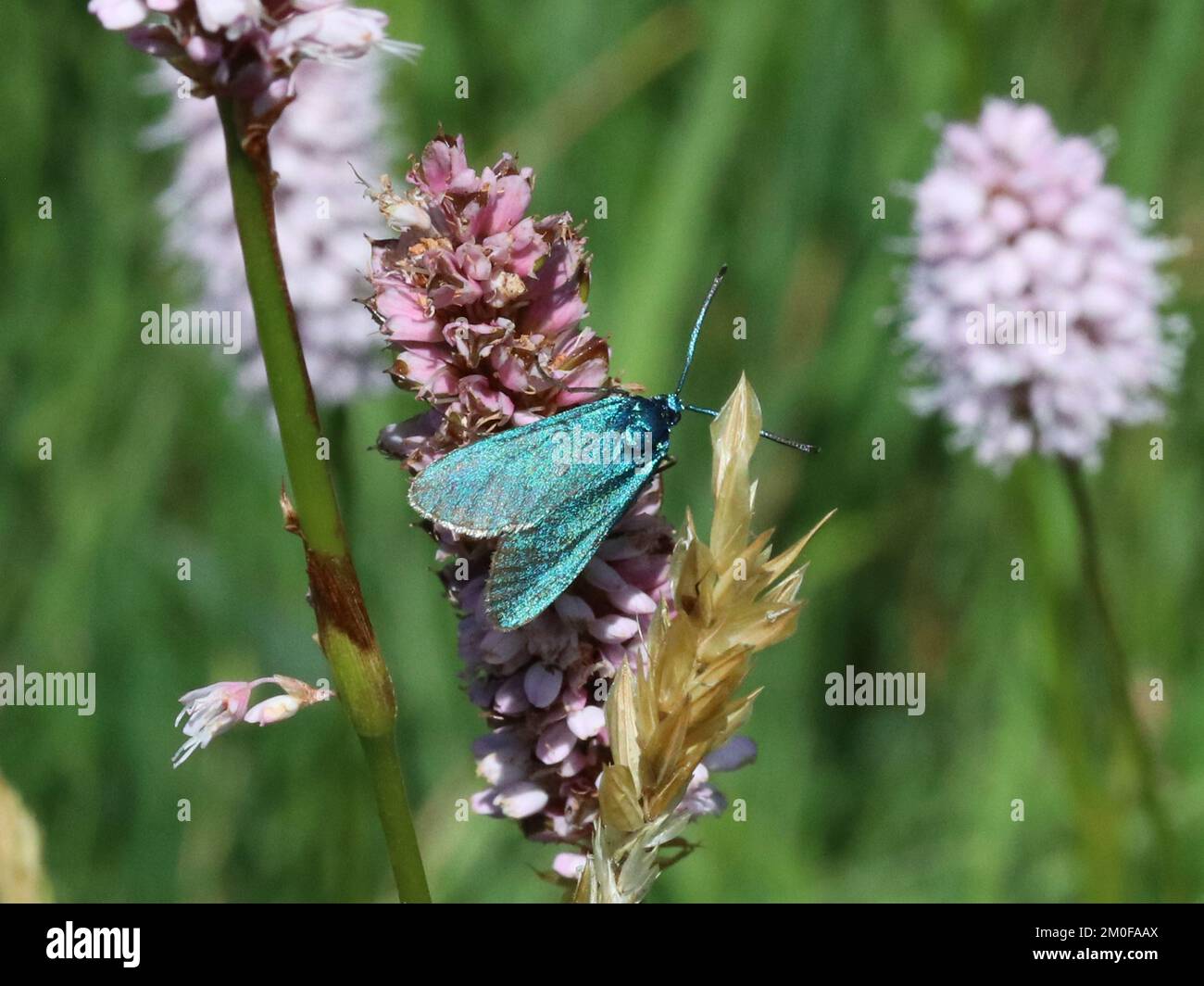 Forester, Common forester, Green forester (Procris statices, Adscita ...