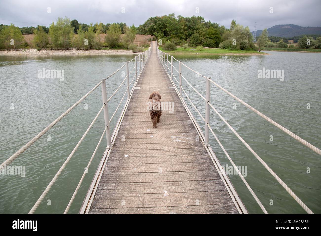Spanish Water Dog Walking away on Bridge, Spain Stock Photo - Alamy